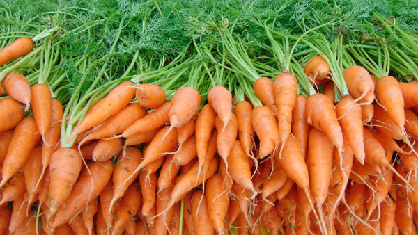 Carottes - Temps de Cuisson & Préparation - QuelleCuisson.com