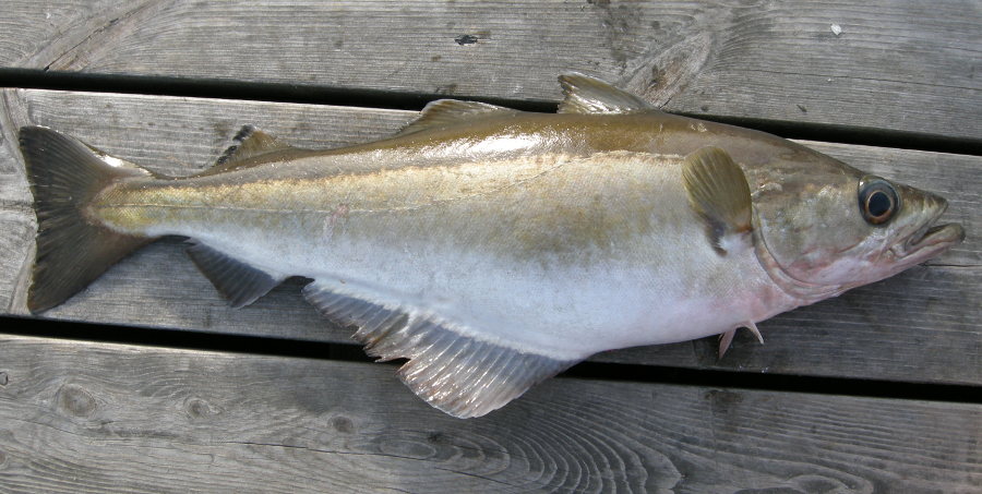 Cuisson du Lieu & Recettes - QuelleCuisson.com