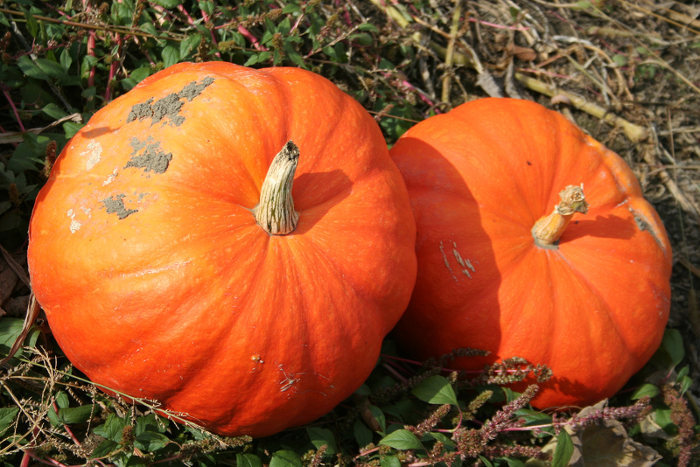 Potiron - Temps de Cuisson & Préparation - QuelleCuisson.com